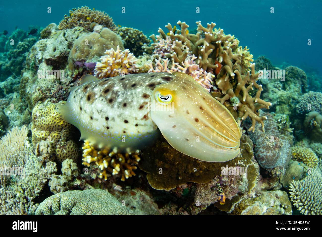 A Broadclub cuttlefish, Sepia latimanus, swims over a coral reef in the ...