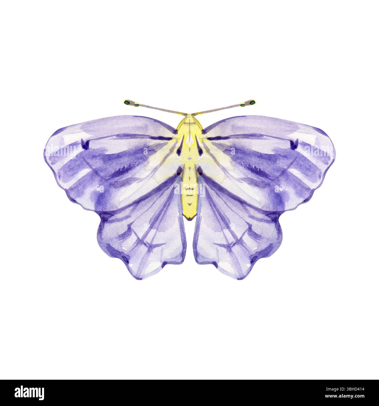 Watercolor blue violet moth butterfly in flight. Hand drawn ...