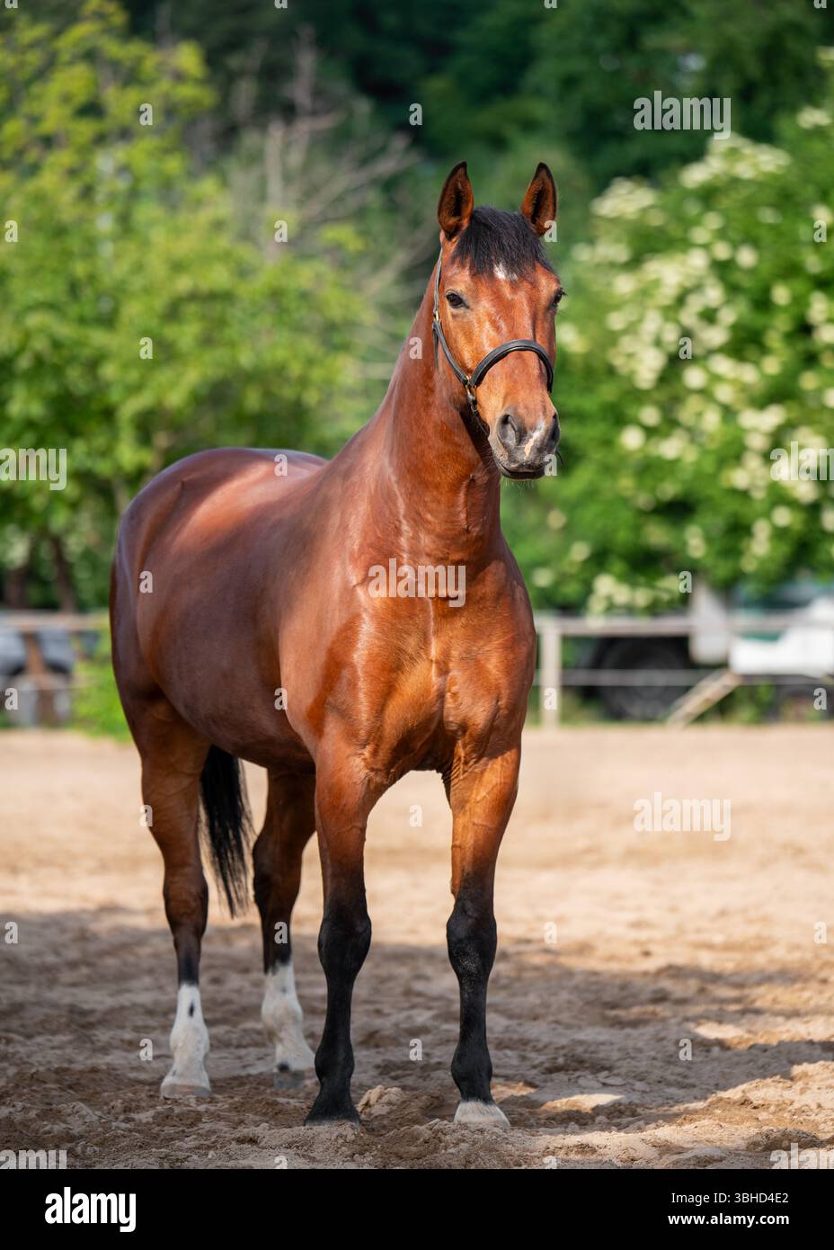 Beautiful tall brown horse stands gracefully in fenced paddock. Elegant ...