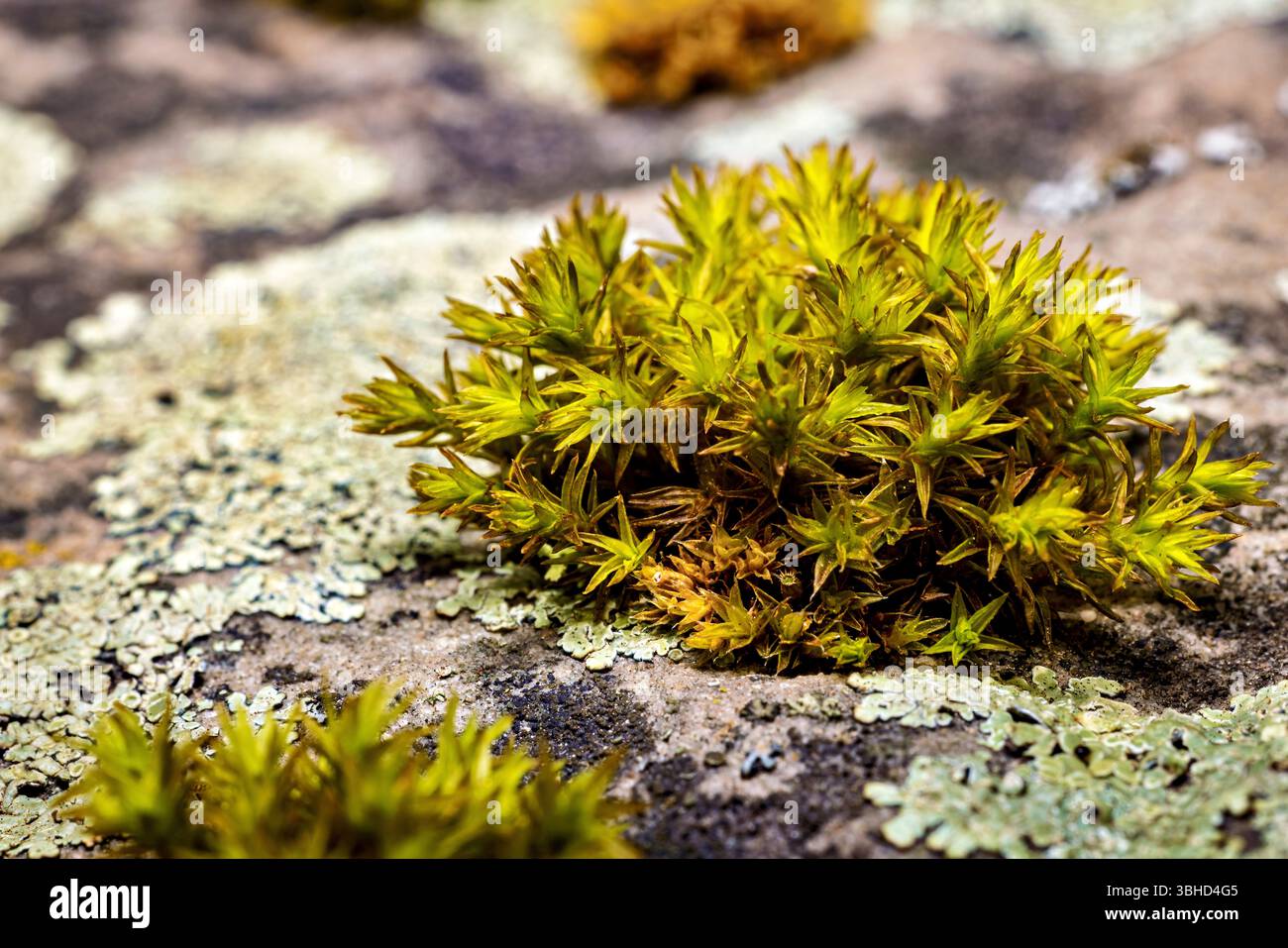 The green plant of moss Stock Photo - Alamy