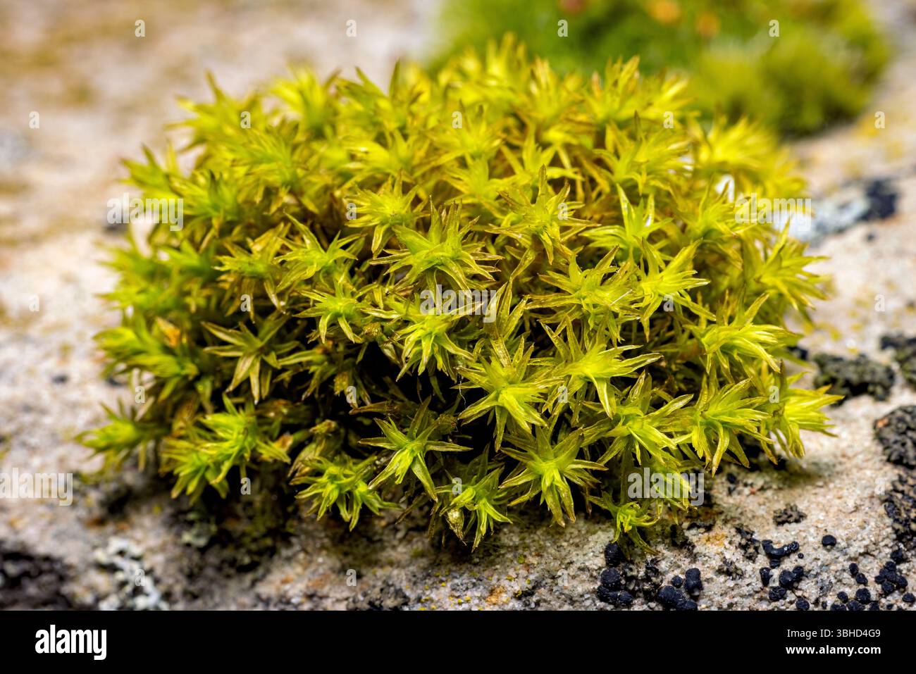 Anomalous plant hi-res stock photography and images - Alamy