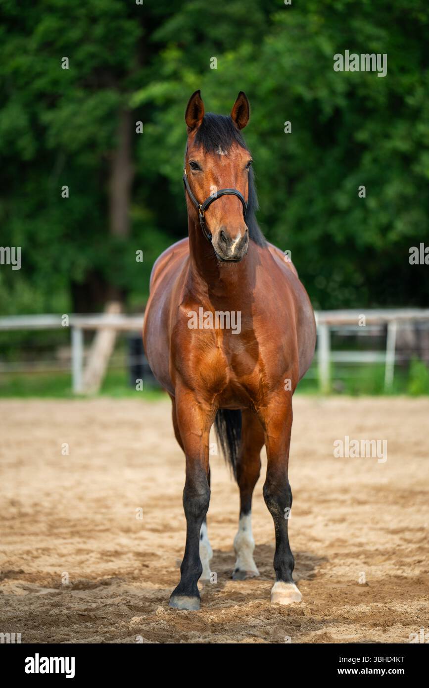 Graceful brown horse standing tall in paddock. Its refined build and ...
