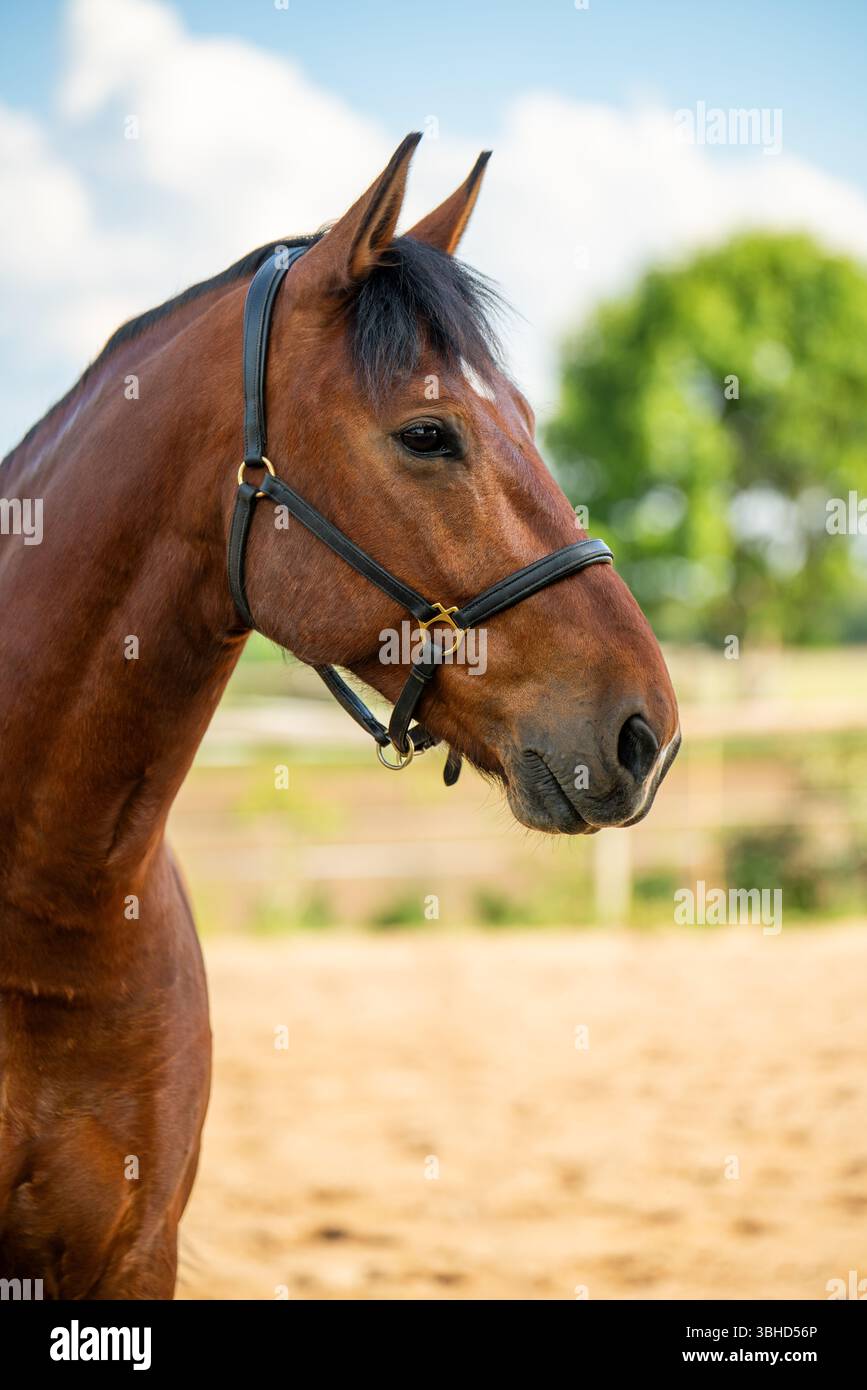 Detailed closeup of horses muzzle and eyes, highlighting grace and ...