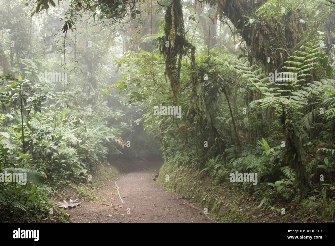 Path through Cloud forest cloudforest with mist Monteverde, Costa Rica ...