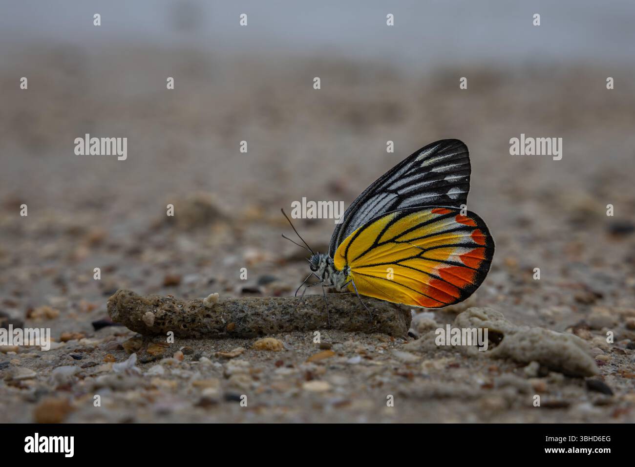Thailand. 9th June, 2025. A butterfly dries itself on a piece of ...