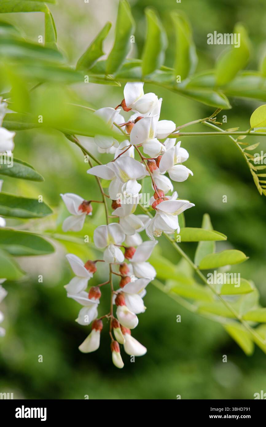 Blooming flower of the Robinia pseudoacacia / False acacia / Black ...