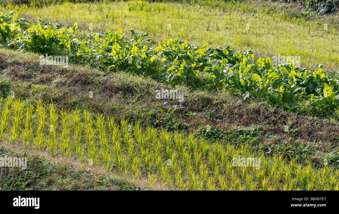 Cultivated rice and vegetable rows arranged on stepped slopes, showing ...