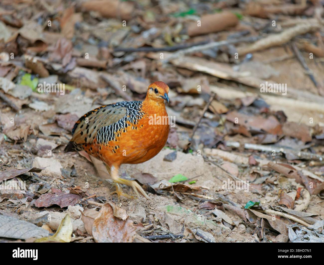 Ferruginous Partridge Caloperdix oculeus Kaeng Krachan National Park ...