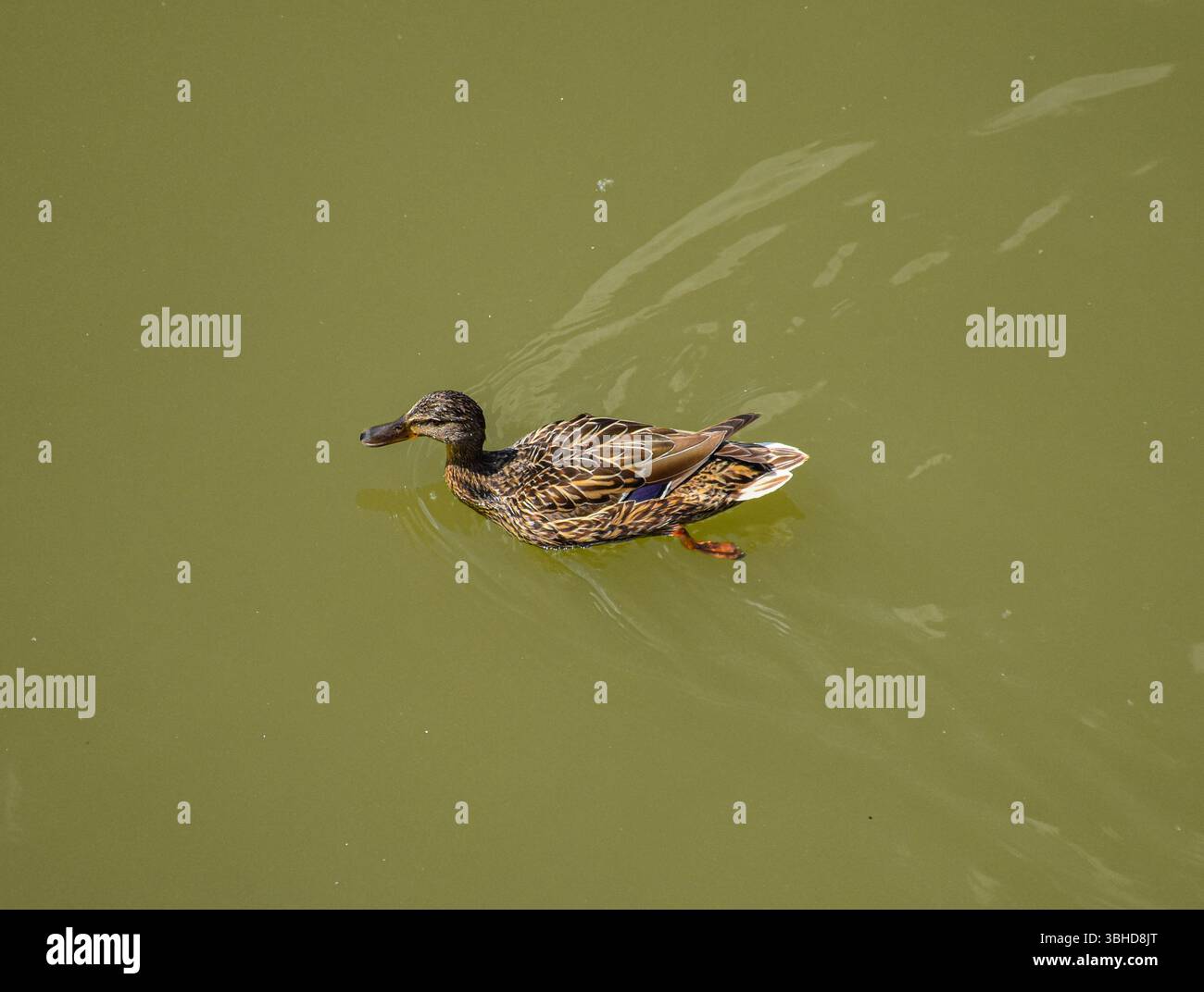 A duck in smooth motion, its feathers illuminated under morning sun, is ...
