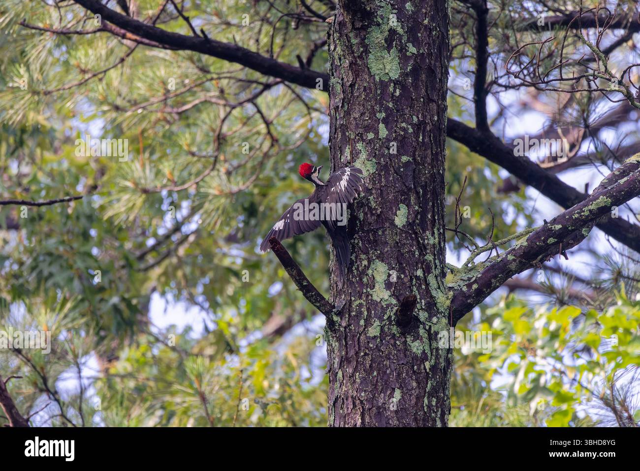 The pileated woodpecker ( Dryocopus pileatus).The bird native to North ...