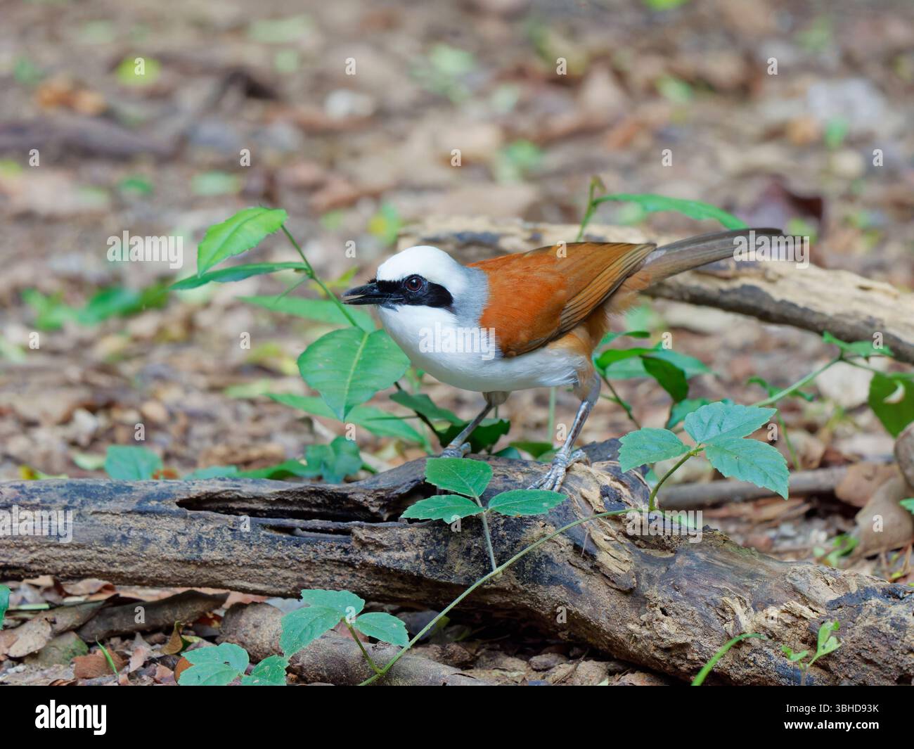 White Crested Laughingthrush Garrulax leucolophus Kaeng Krachan ...