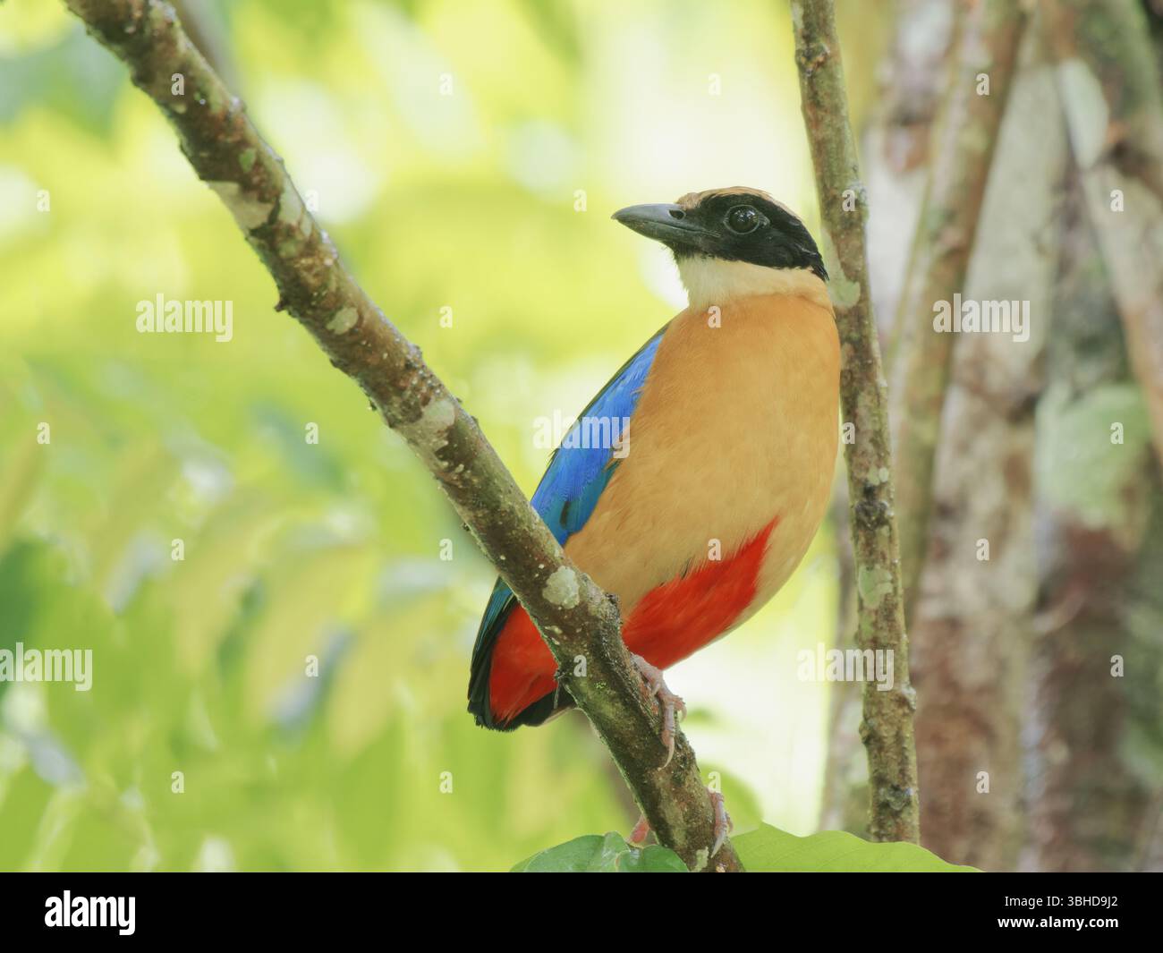 Blue Winged Pitta Pitta moluccensis Southern Thailand BI045726 Stock ...