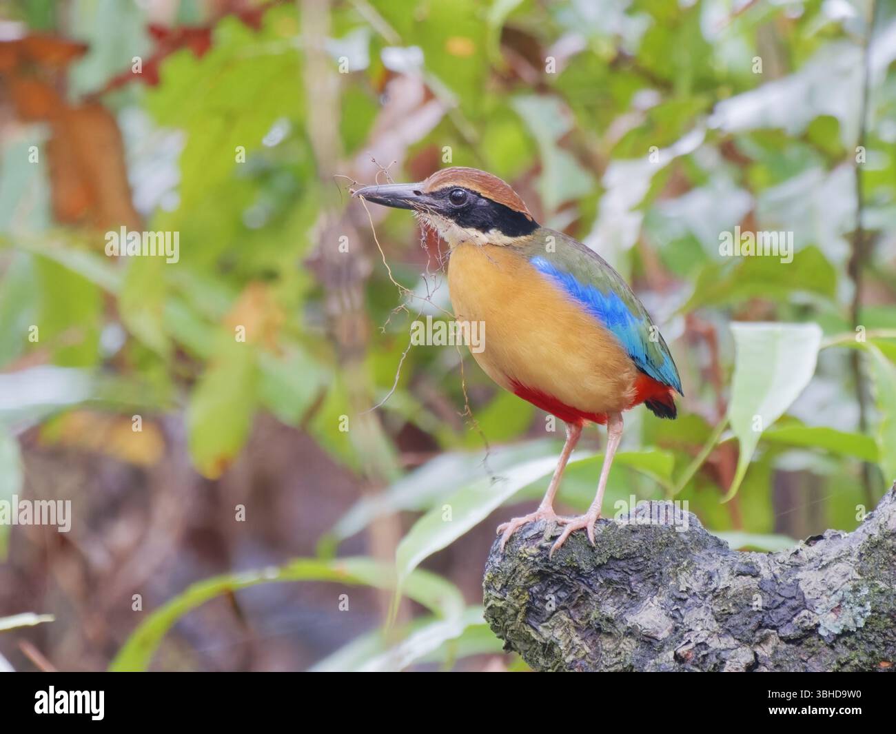 Mangrove Pitta Pitta megarhyncha Southern Thailand BI045766 Stock Photo ...