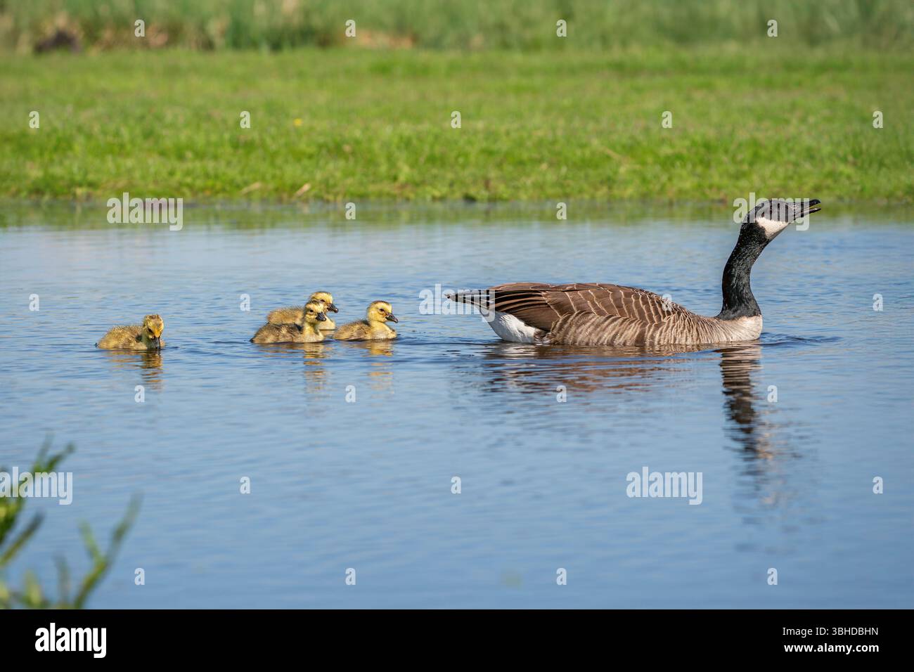 Canada goose, Branta canadensis Stock Photo - Alamy