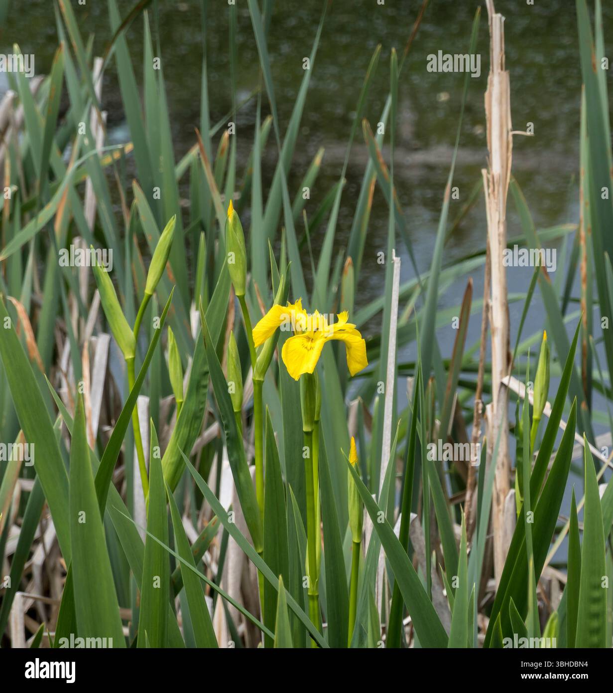 Yellow Flag Iris at edge of pond Stock Photo - Alamy