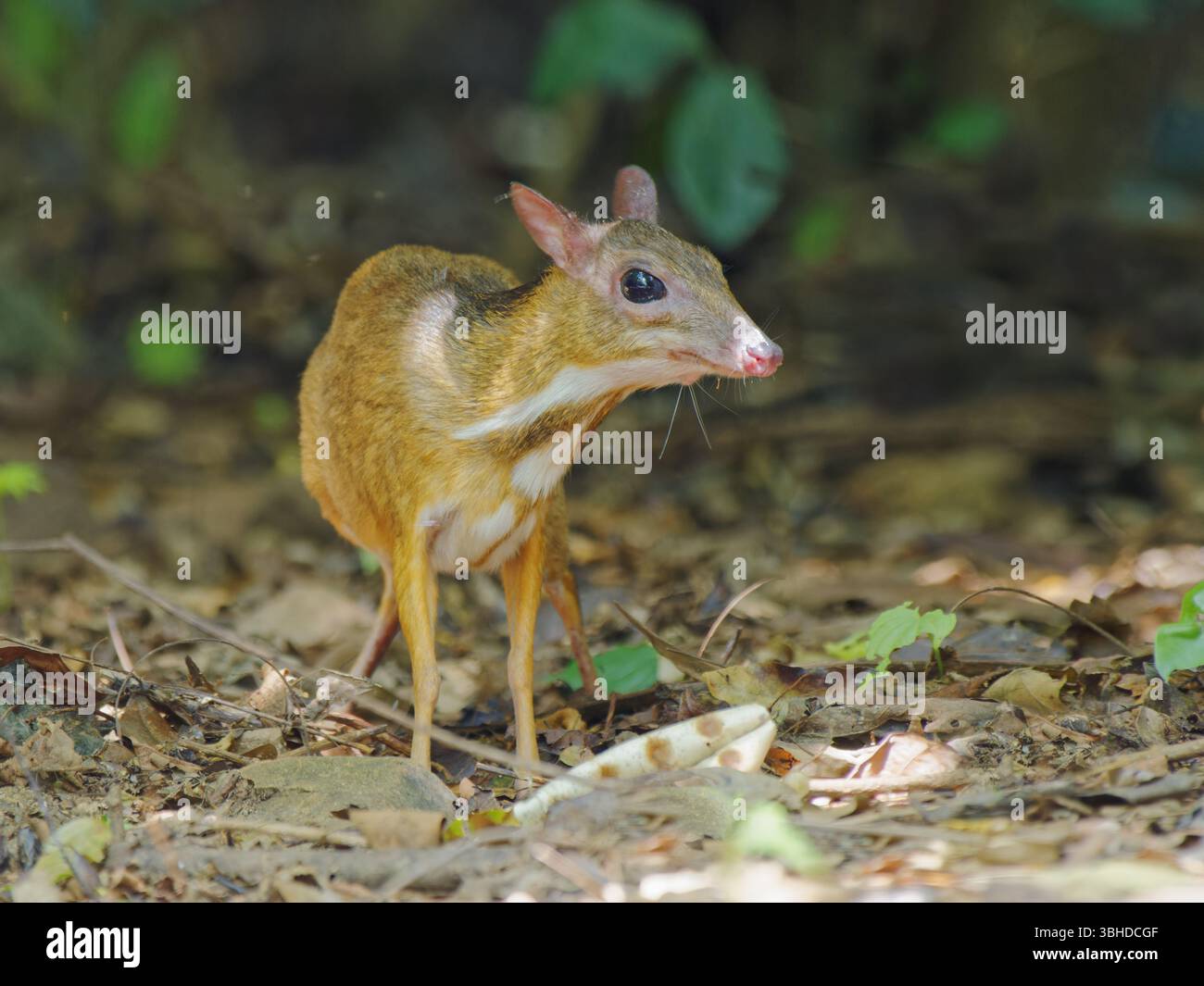 Lesser Mouse Deer Tragulus kanchil Kaeng Krachan National Park,Thailand ...