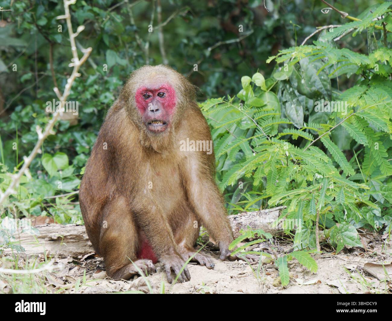 Rhesus Macaque Macaca mulatta Kaeng Krachan National Park, Thailand ...