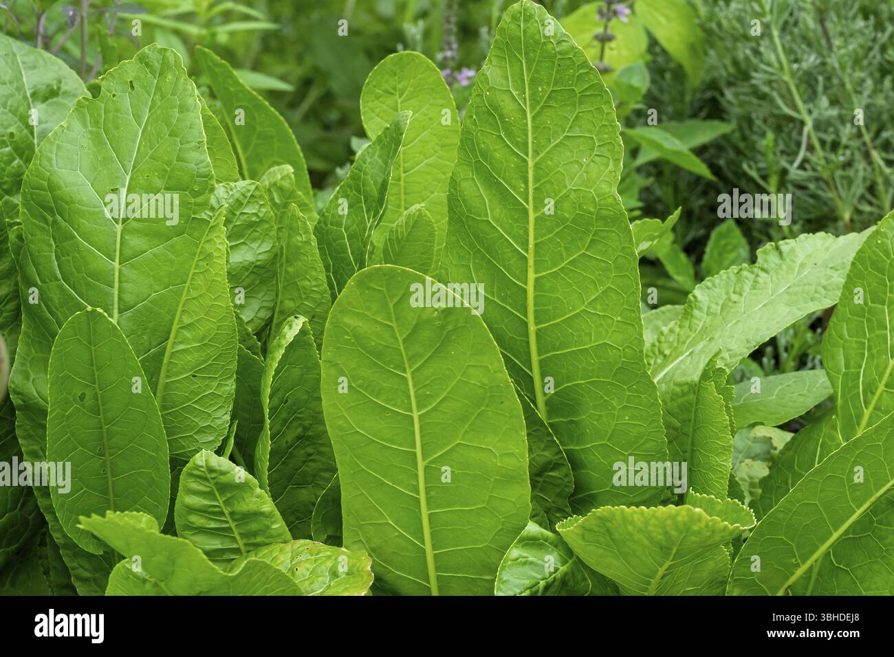 Horseradish plant (Armoracia rusticana), North Rhine-Westphalia ...