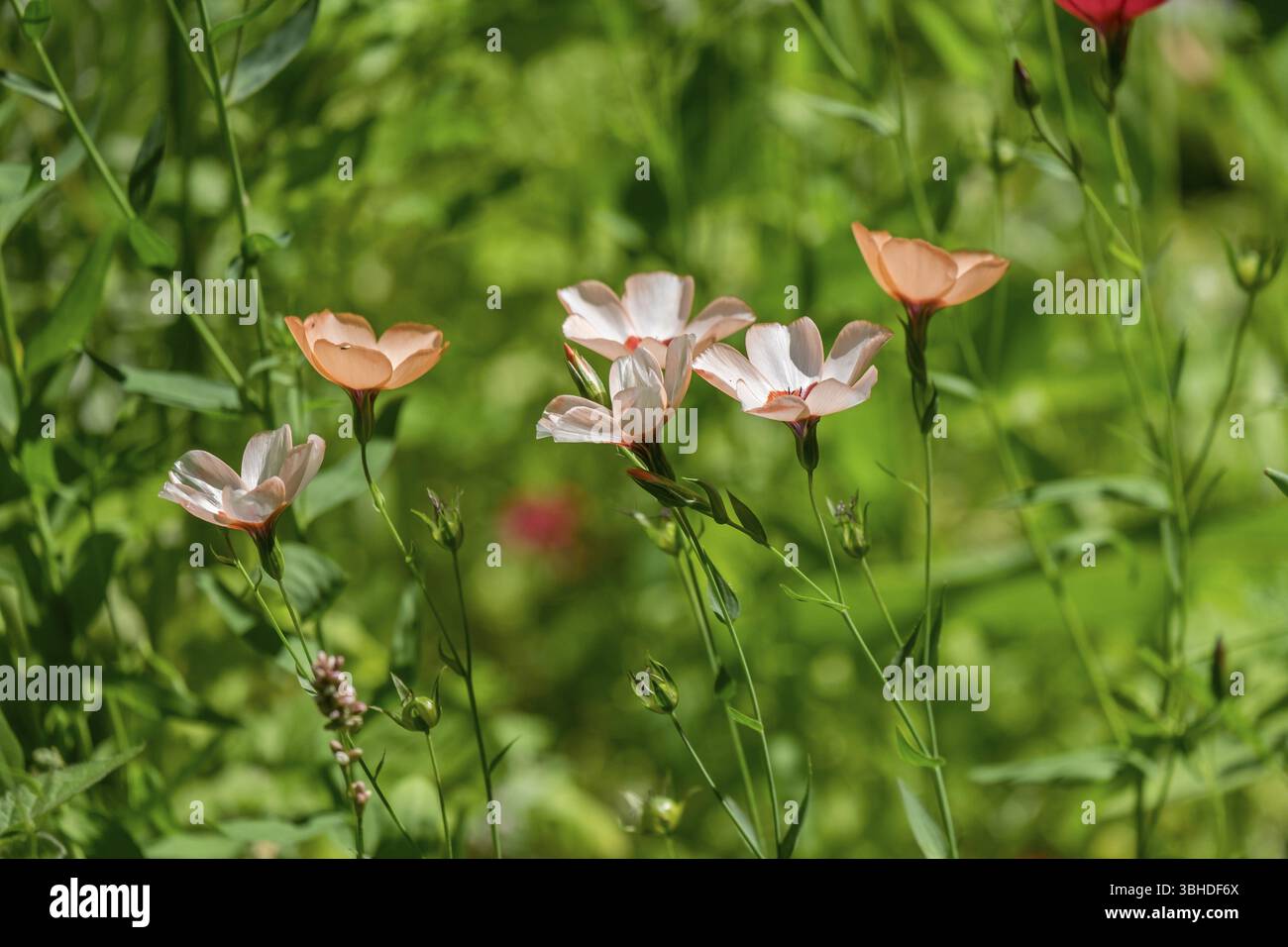 Zierlein hi-res stock photography and images - Alamy