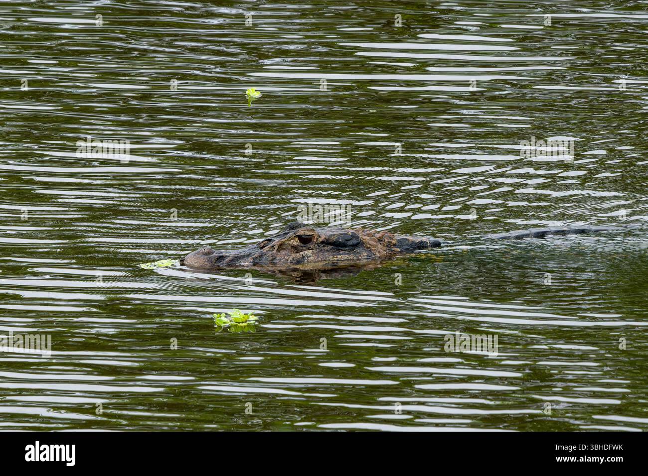 A large Black Caiman, Melanosuchus niger, swimming in a lagoon in ...