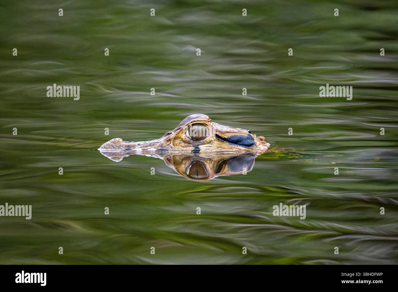 A Black Caiman, Melanosuchus niger, swimming in a lagoon in Yasuni ...
