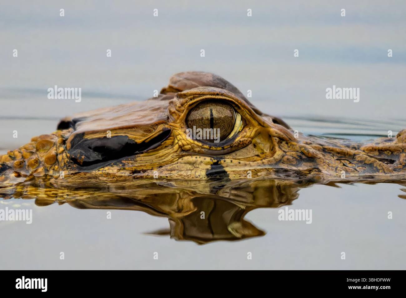 A Black Caiman, Melanosuchus niger, swimming in a lagoon in Yasuni ...