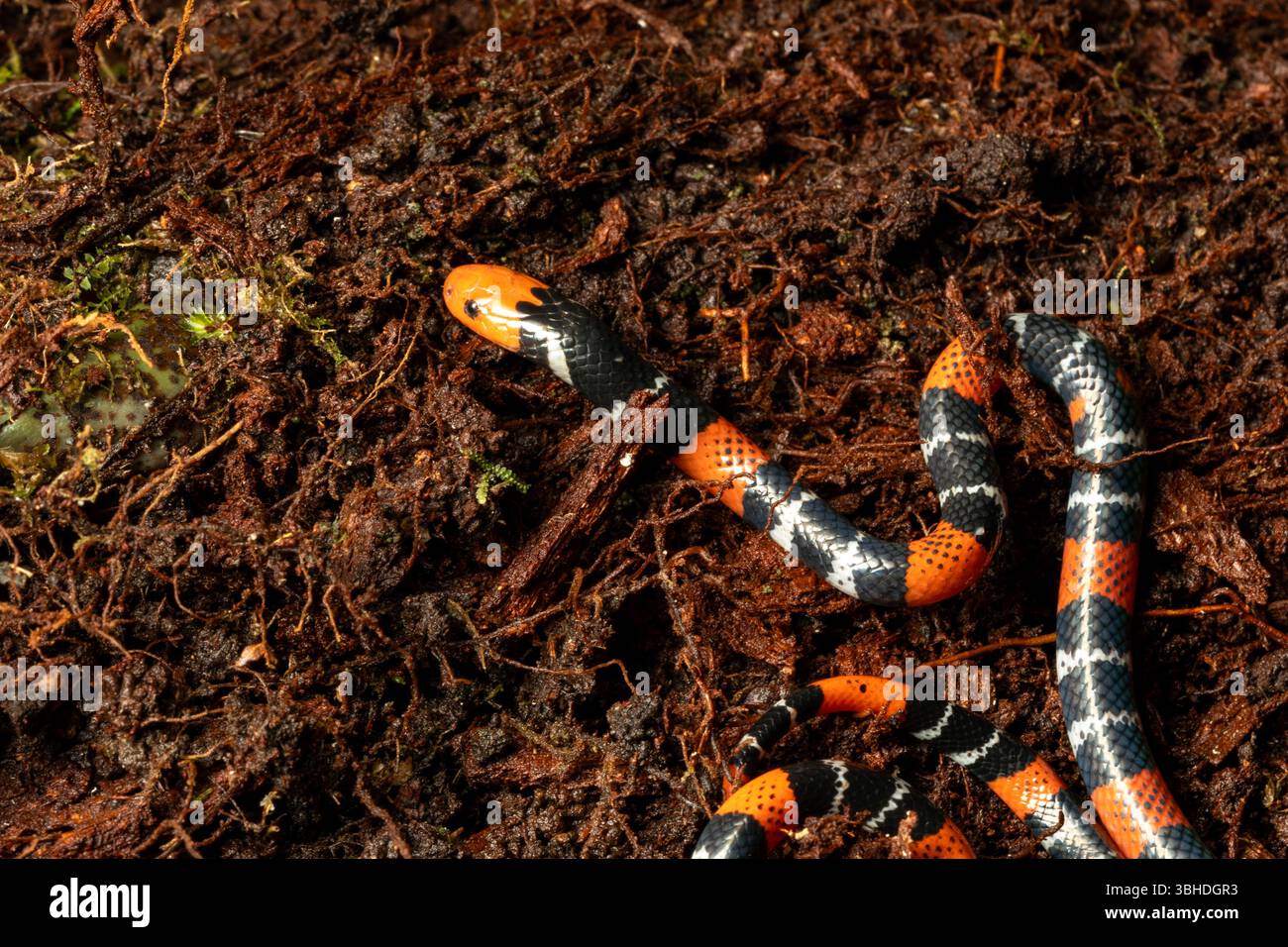 Anchor Coral Snake, Micrurus ancoralis, in the Septimo Paraiso Cloud ...