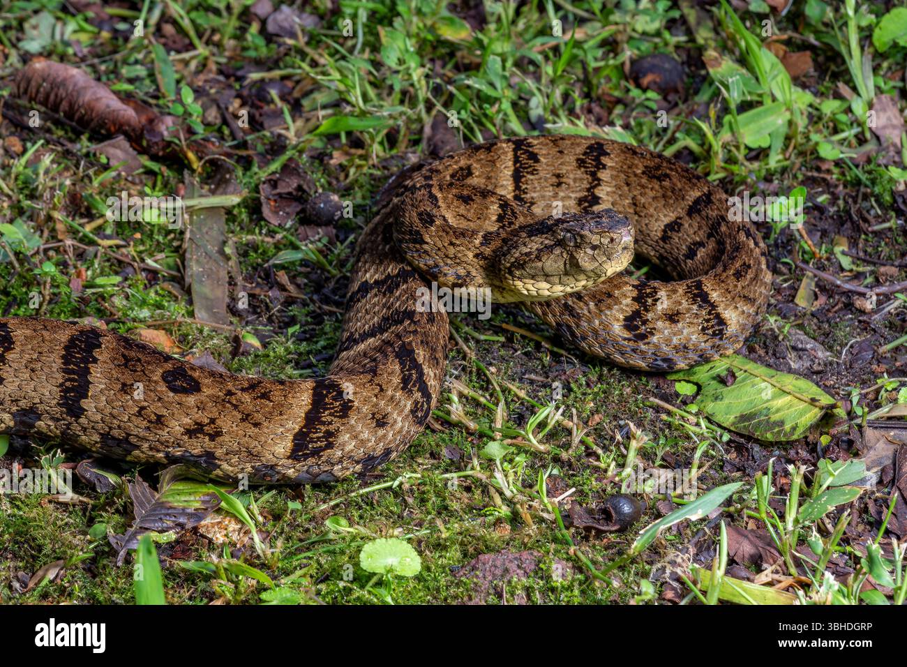 Osborne's Lancehead, Bothrops osbornei, in the Septimo Paraiso Cloud ...