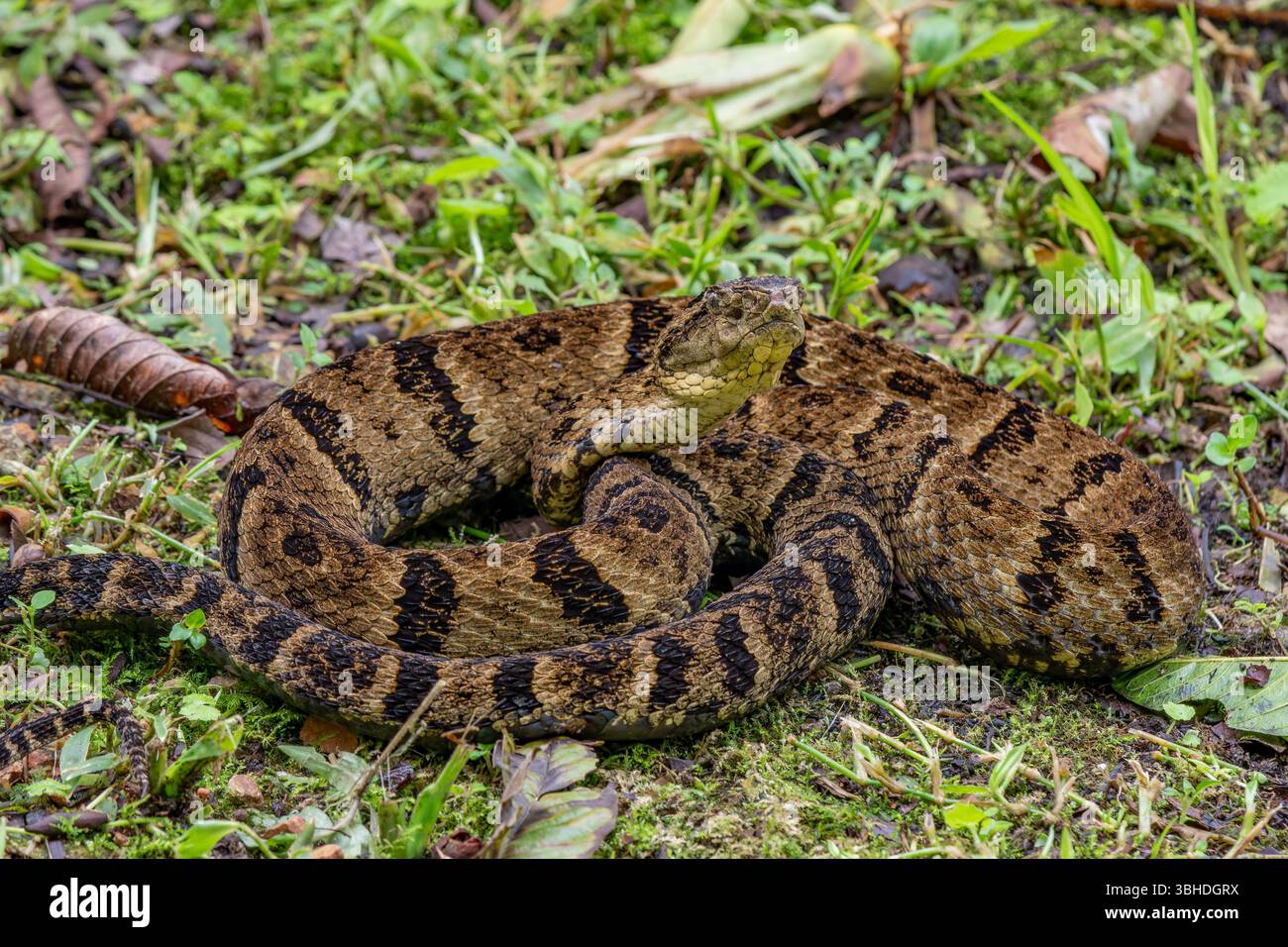 Osborne's Lancehead, Bothrops osbornei, in the Septimo Paraiso Cloud ...