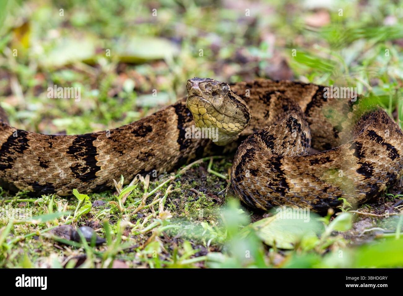 Osborne's Lancehead, Bothrops osbornei, in the Septimo Paraiso Cloud ...