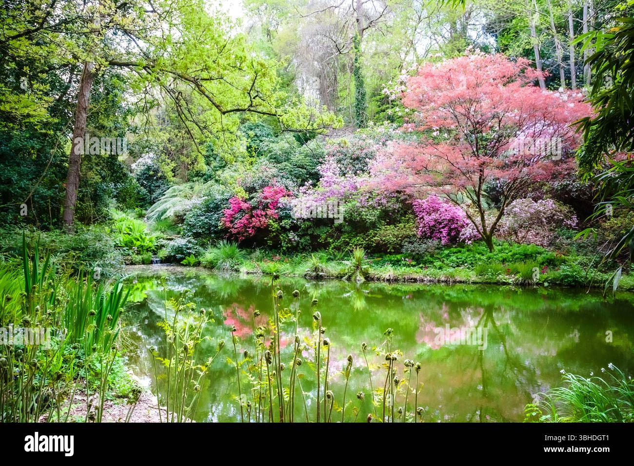 Botanical garden in spring with flowering trees in nature reflecting in ...