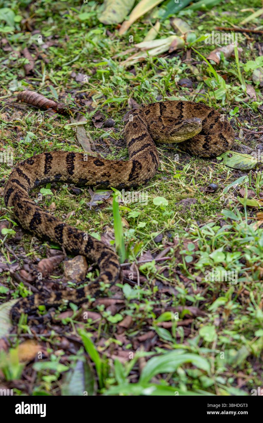 Osborne's Lancehead, Bothrops osbornei, in the Septimo Paraiso Cloud ...