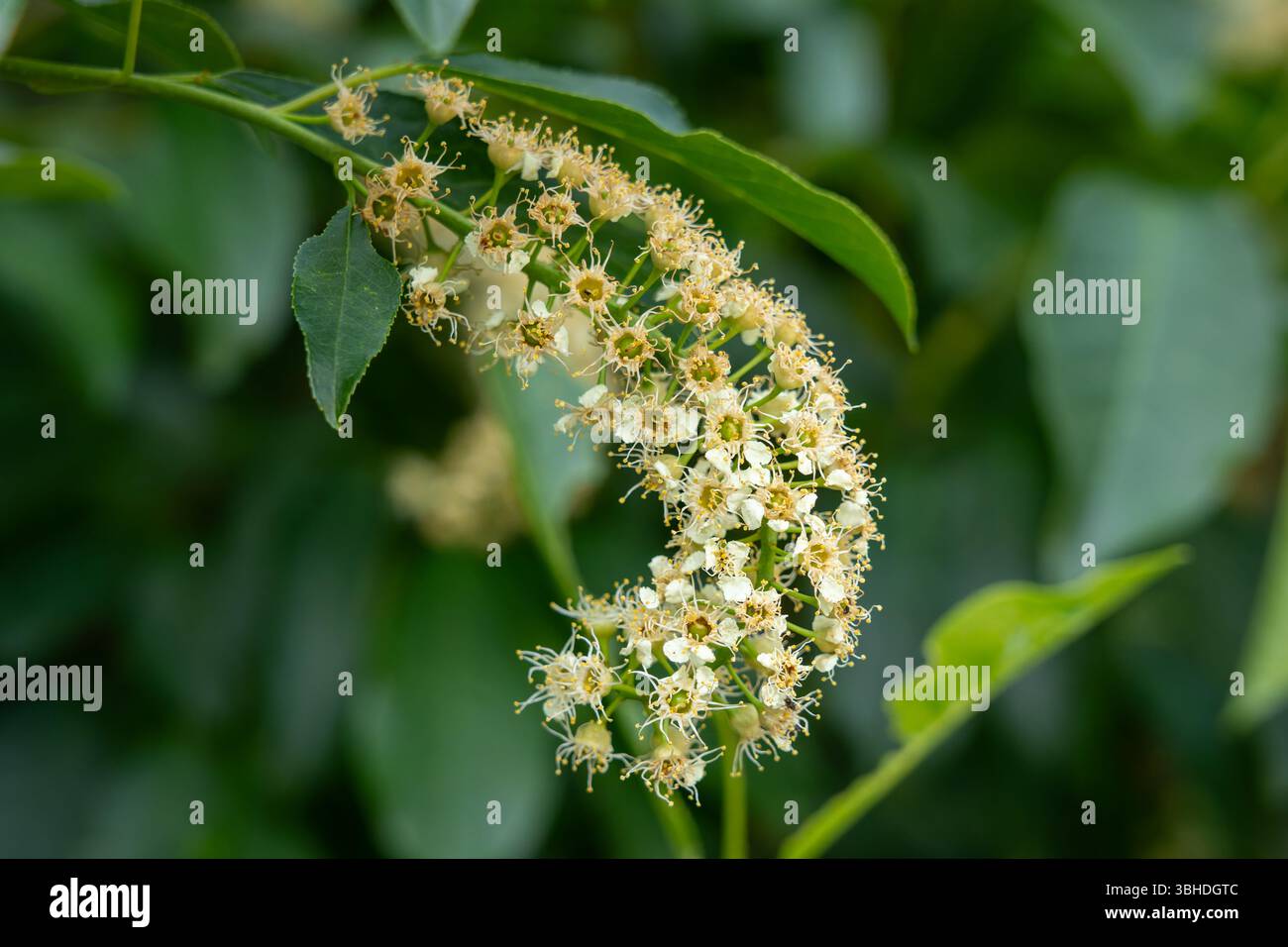 Western Chokecherry, Prunus virginiana, blooming in Timpanogos Cave ...