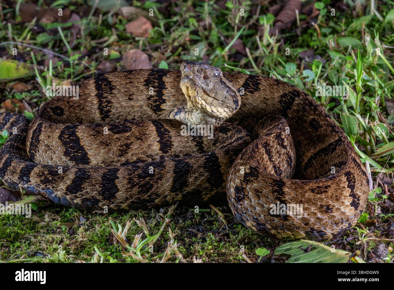 Osborne's Lancehead, Bothrops osbornei, in the Septimo Paraiso Cloud ...