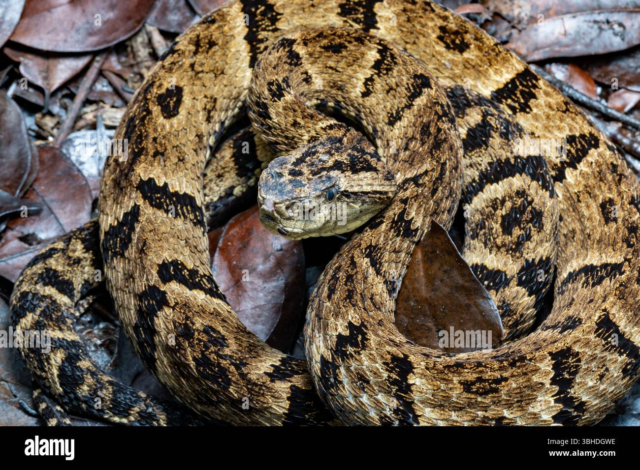 Osborne's Lancehead, Bothrops osbornei, in the Septimo Paraiso Cloud Forest Reserve in Ecuador ...
