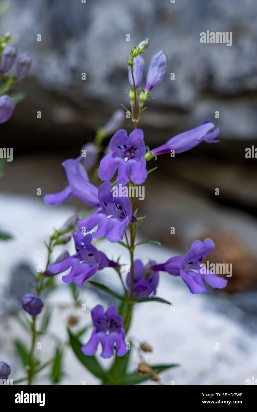 Broadleaf Beardtongue, Penstemon pachyphyllus, blooming in Timpanogos ...