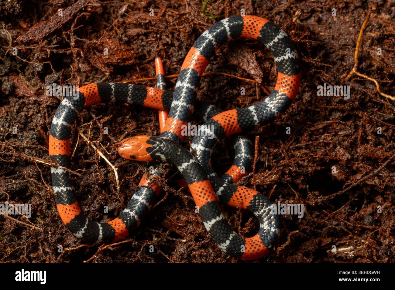 Anchor Coral Snake, Micrurus ancoralis, in the Septimo Paraiso Cloud ...