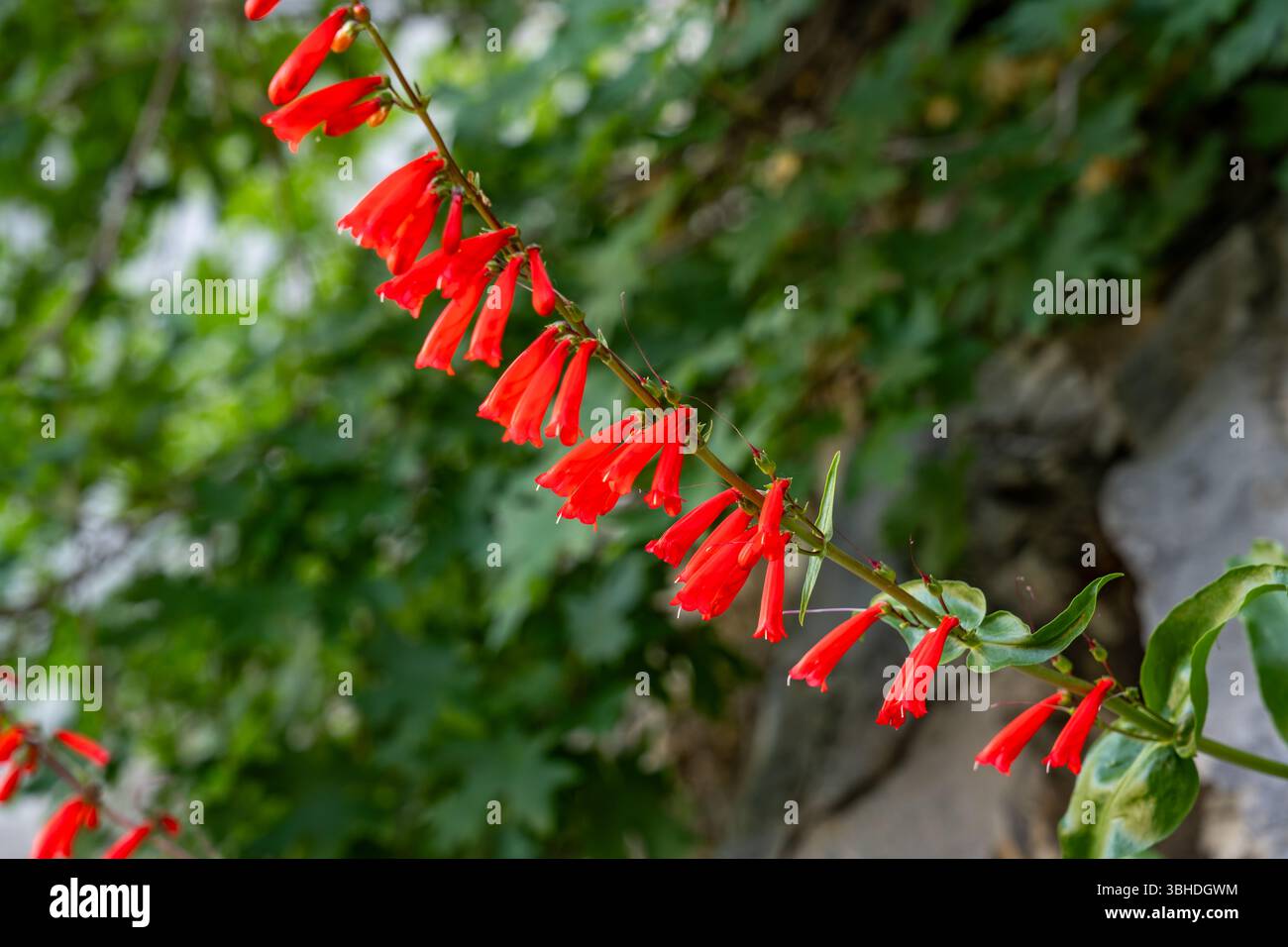 Firecracker Penstemon, Penstemon eatonii, blooming in Timpanogos Cave ...