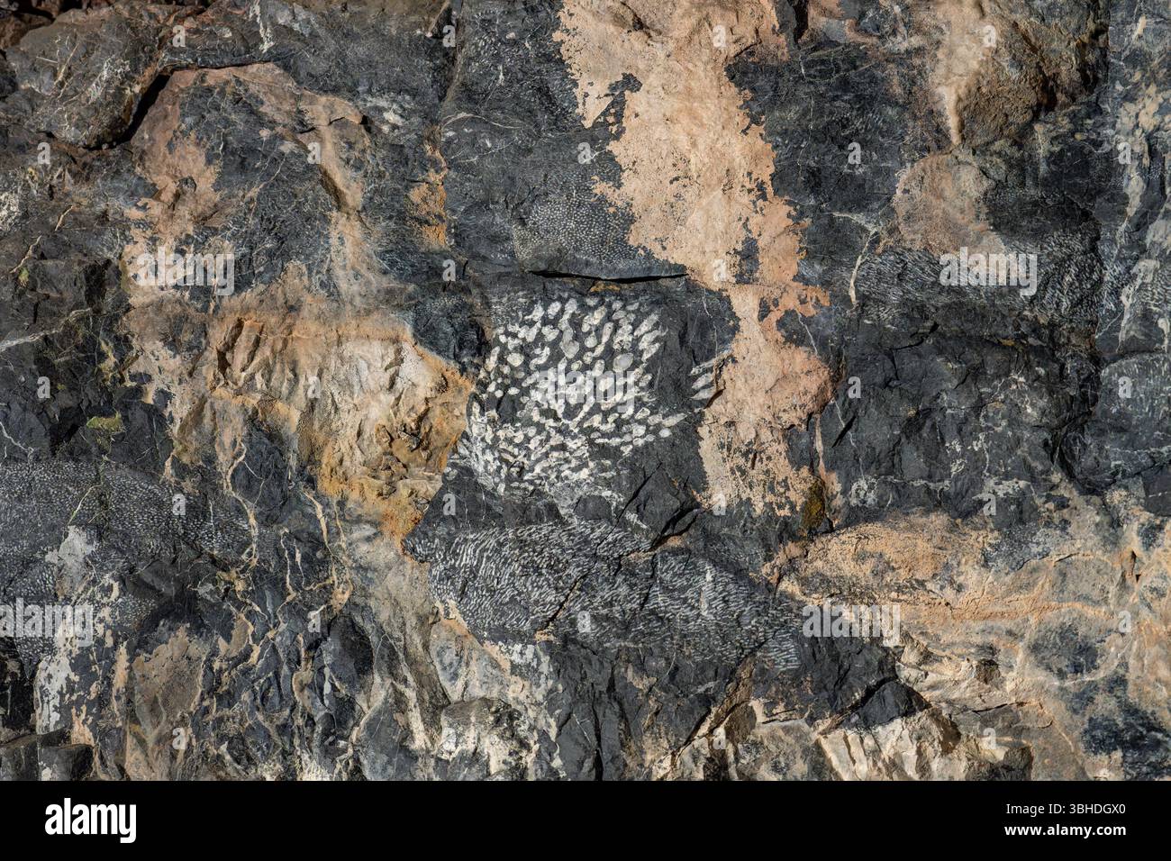 Fossilized coral in the wall of Hansen Cave in Timpanogos Cave National ...