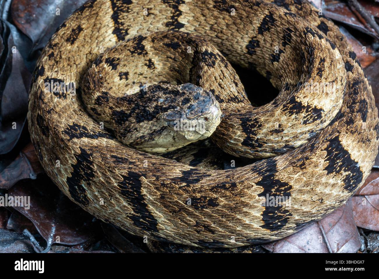 Osborne's Lancehead, Bothrops osbornei, in the Septimo Paraiso Cloud ...