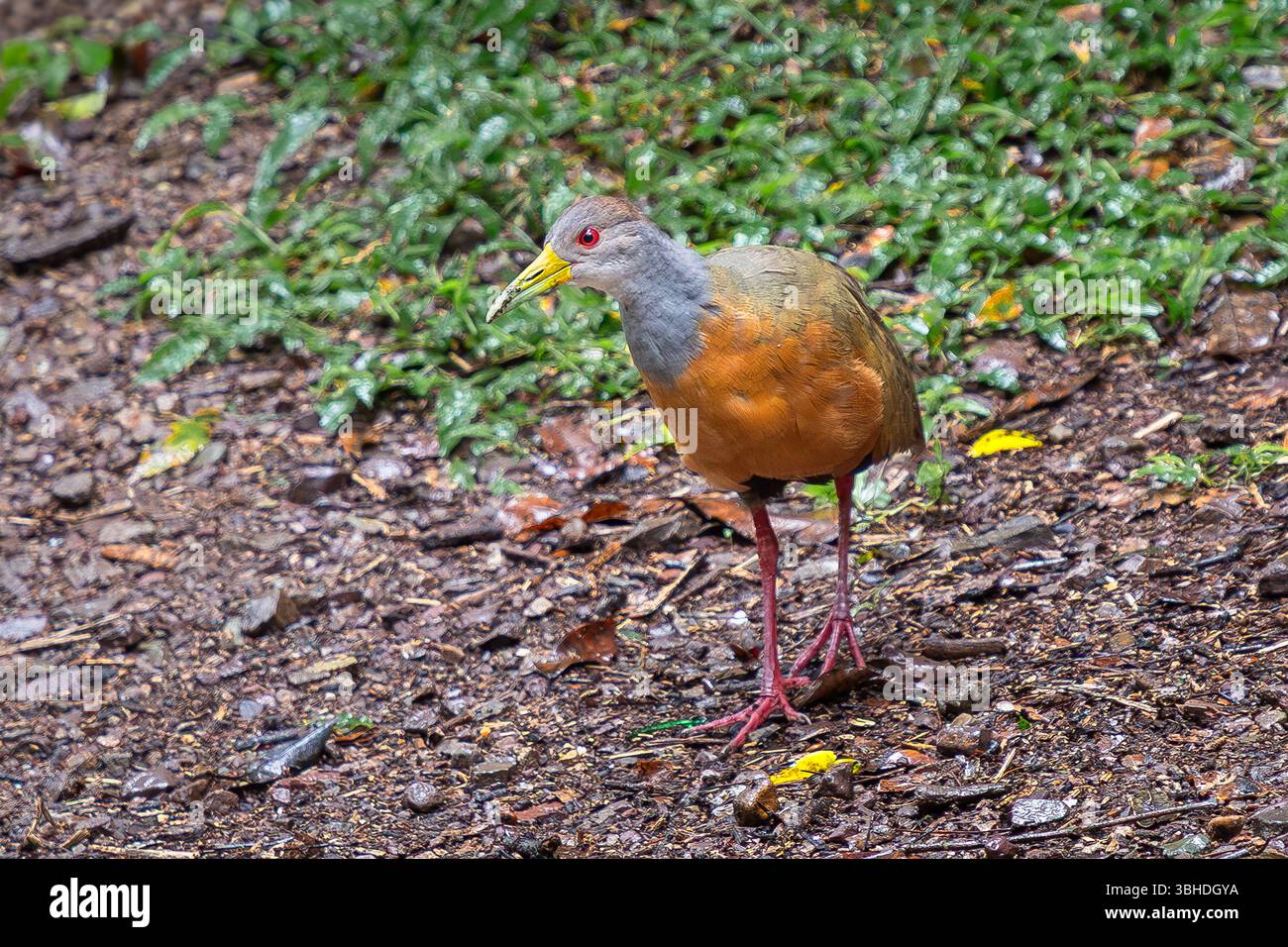 Grey-cowled wood rail or grey-necked wood rail (Aramides cajaneus). The ...