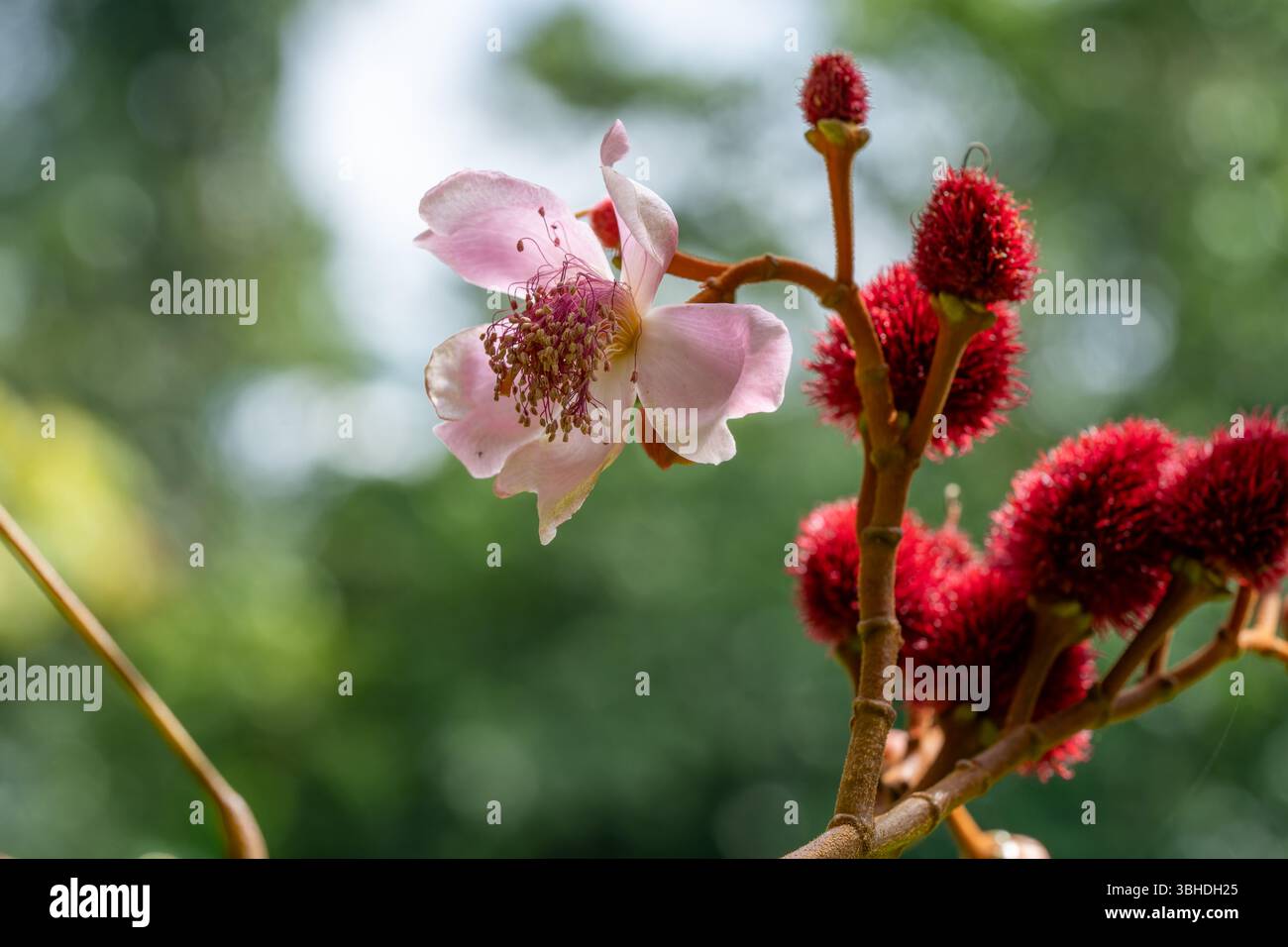 Flower & seed pods of Achiote, Bixa orellana, at the Yarina Ecolodge in ...