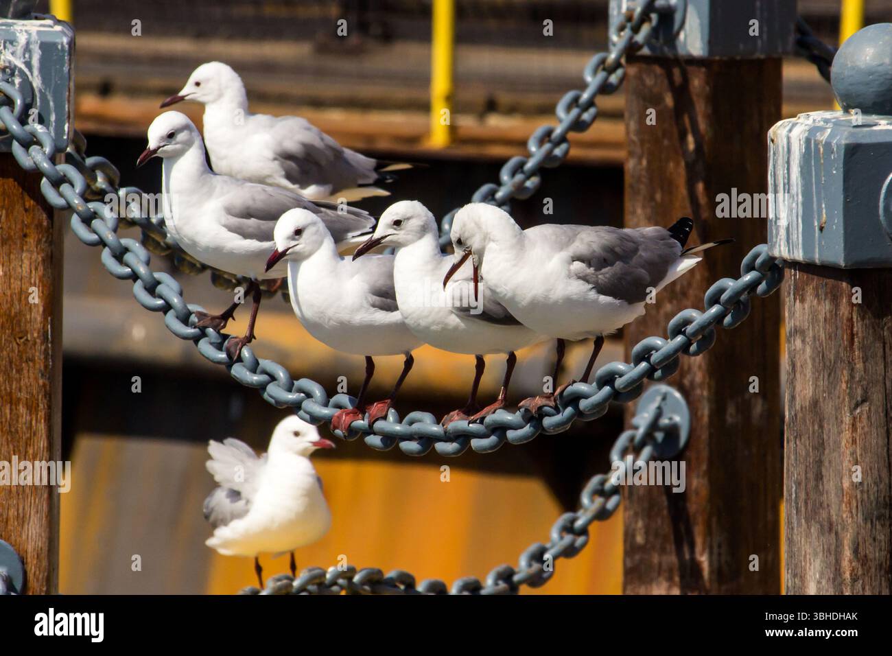 A flock of Haurtlands gulls, perched on a chain forming a safety ...