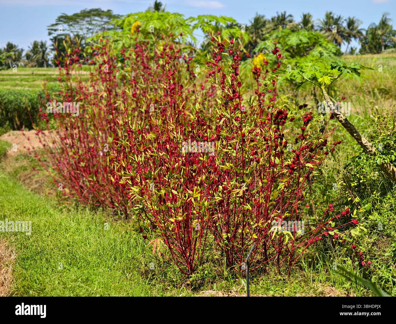 Roselle or Hibiscus sabdariffa plants growing in a tropical farm ...