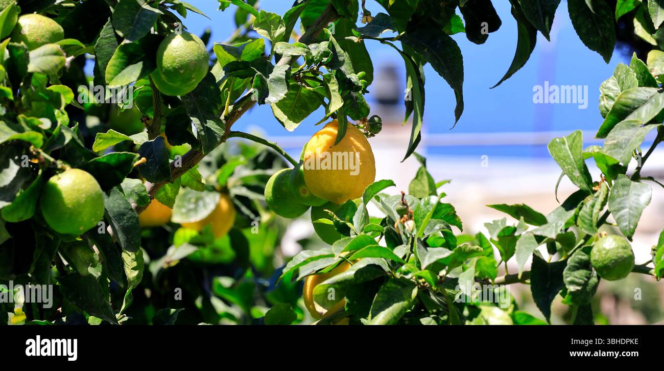 Lemon tree with ripe and unripe fruit. Tinos island, The Cyclades ...