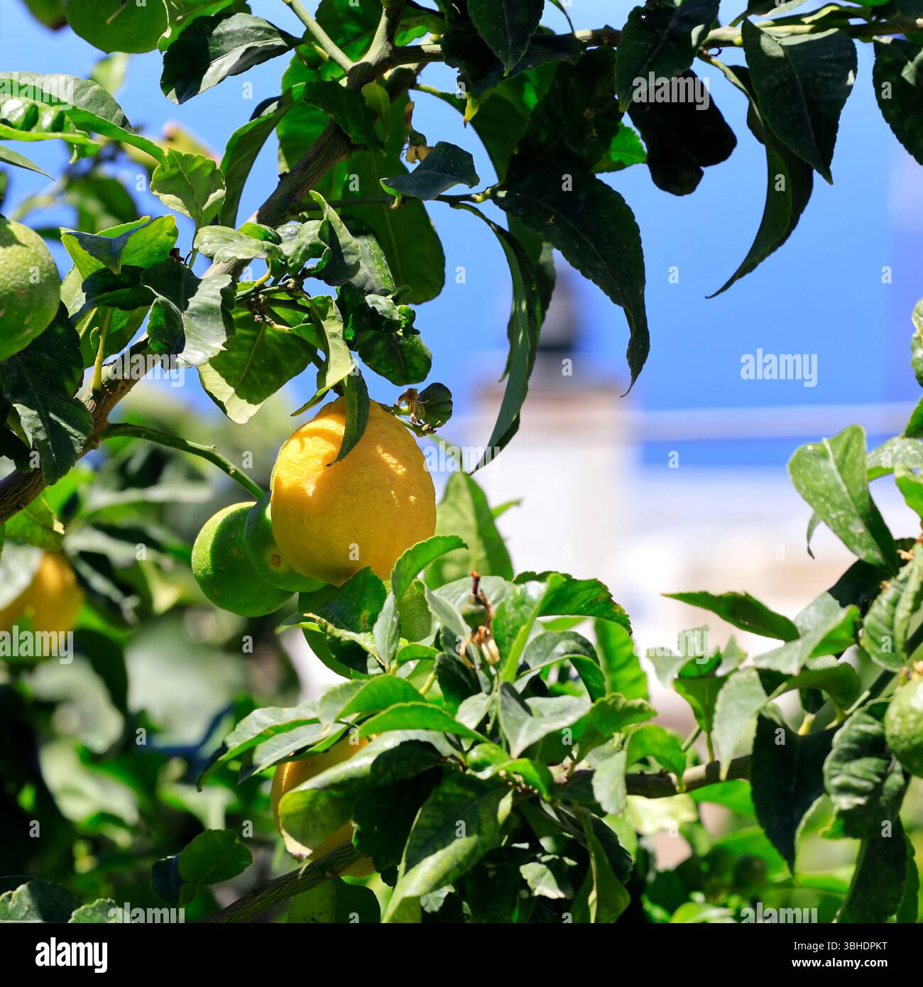 Lemon tree with ripe and unripe fruit. Tinos island, The Cyclades ...