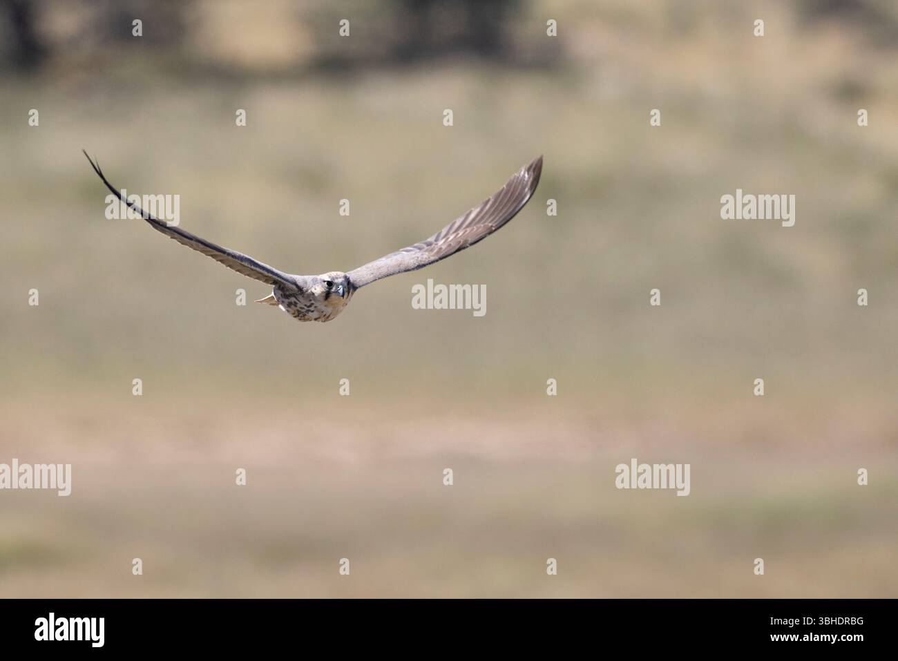 Lanner falcon (Falco biarmicus) in low-level flight while hunting birds ...
