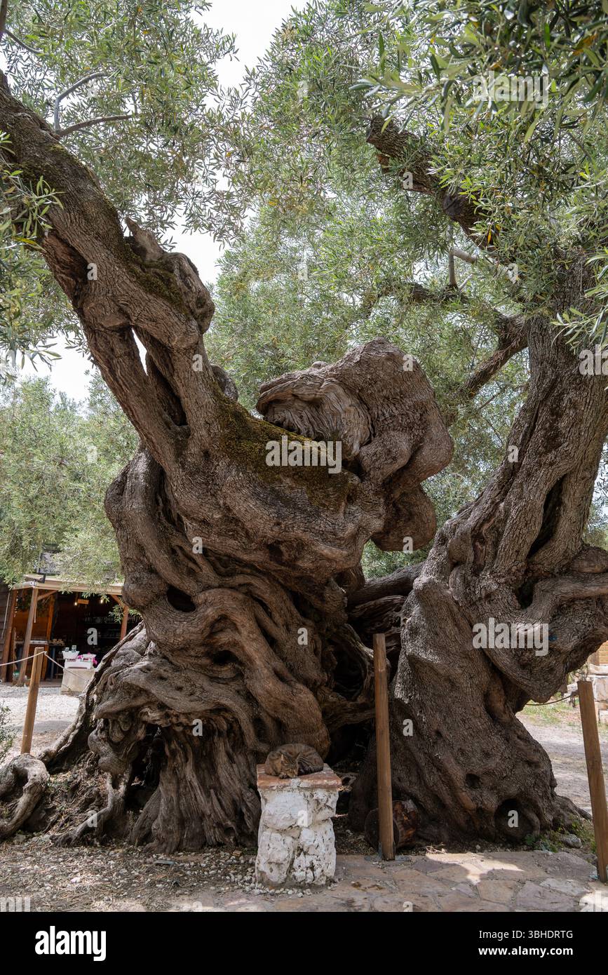 In one of the oldest villages on the island of Zakynthos – Exo Chora ...