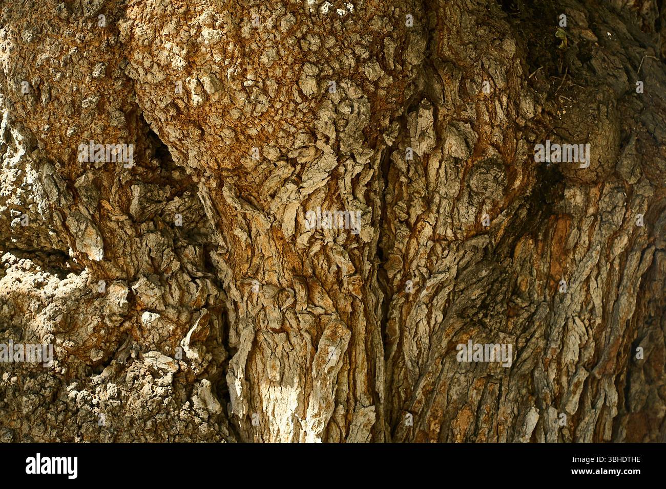 Close-up of tree bark showing a rough, cracked structure with organic ...
