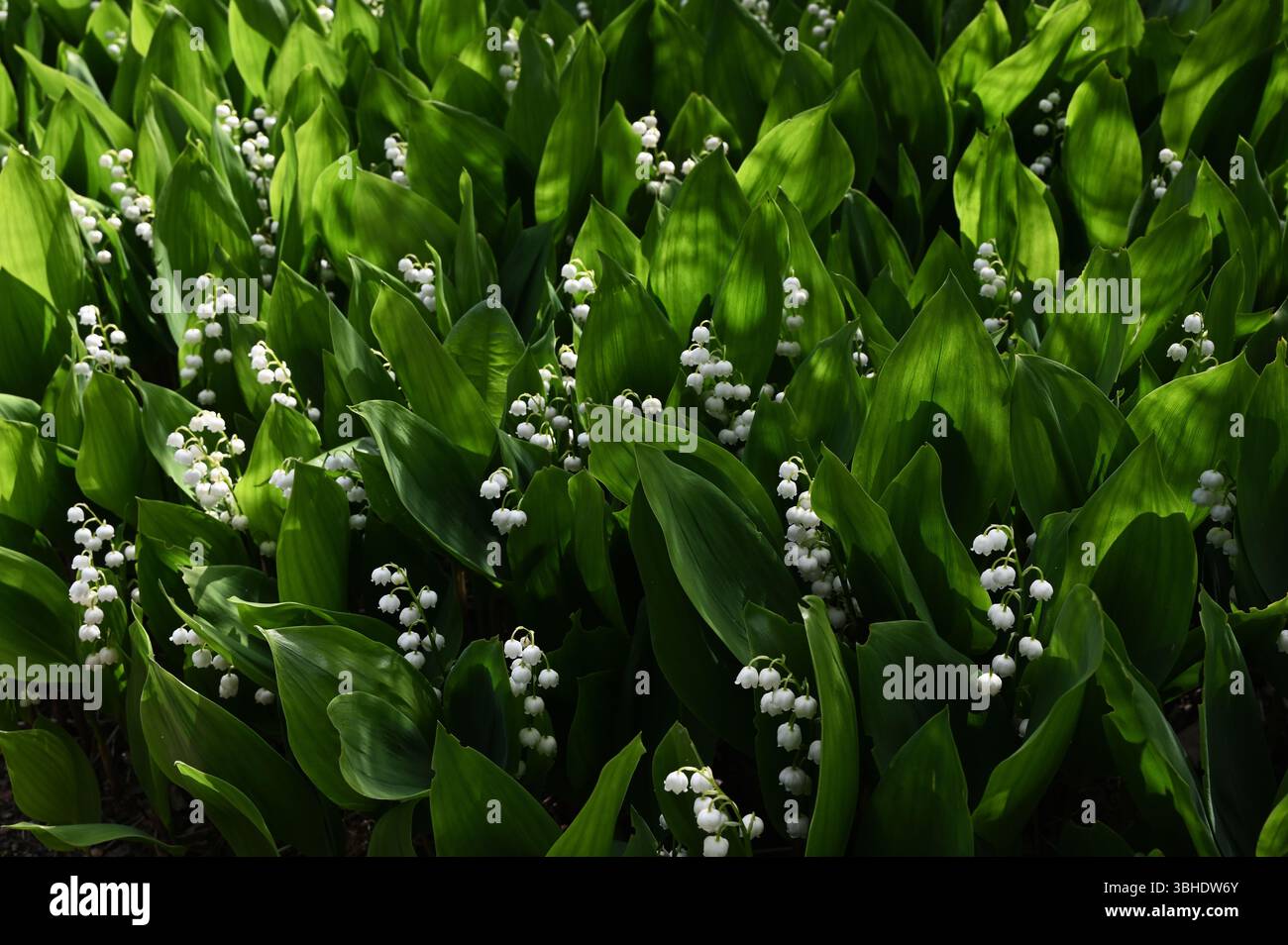 Dense cluster of white blossoms hi-res stock photography and images - Alamy